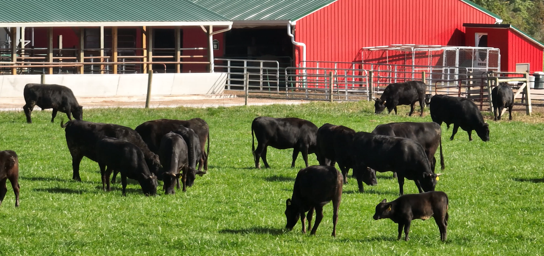 How to Cook the Perfect Wagyu Steak | Carney Wagyu Cattle Ranch