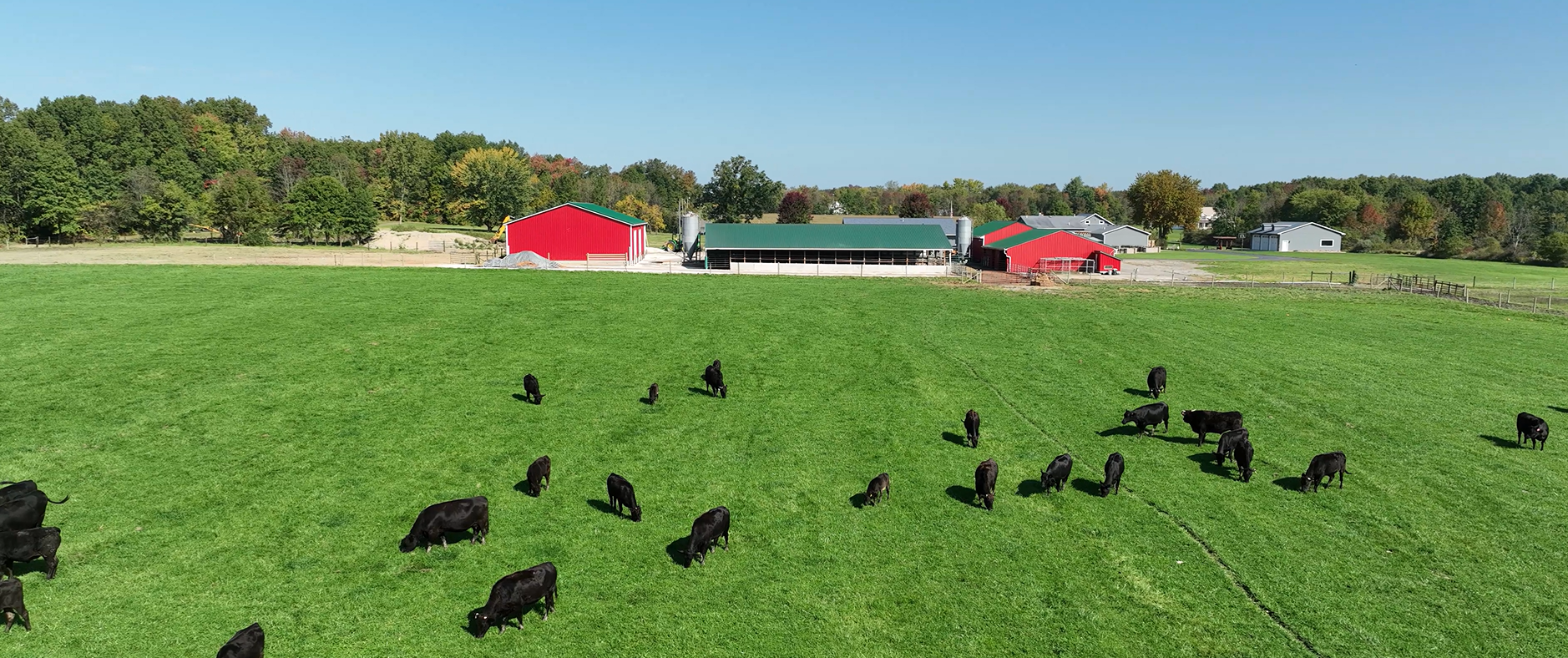 Why Buy Carney Wagyu | Carney Wagyu Cattle Ranch